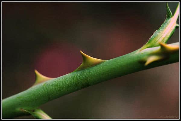 Rêver d'une épine - Divinatix